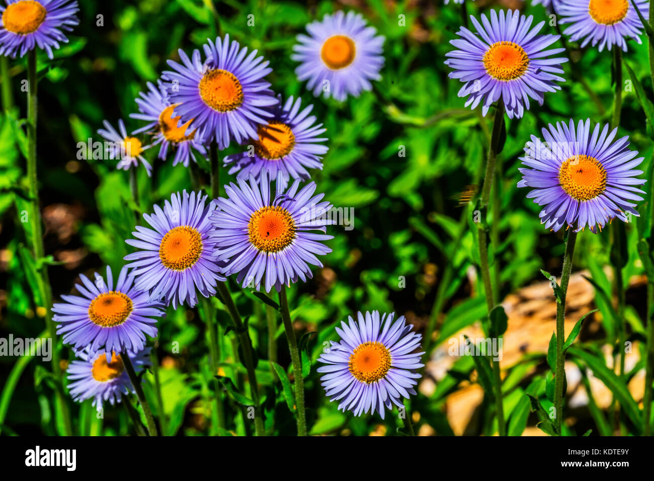 Purple Yellow Subalpine Daisy Erigeron Peregrinus Wildflower Mount ...