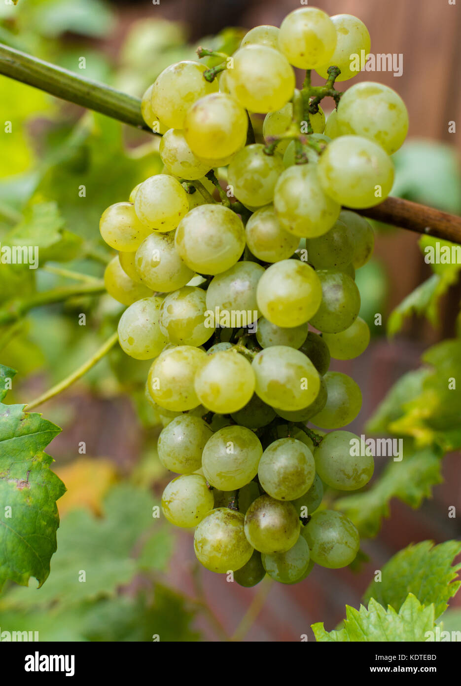 White wine grapes riesling, ready to harvest and making new white wine ...