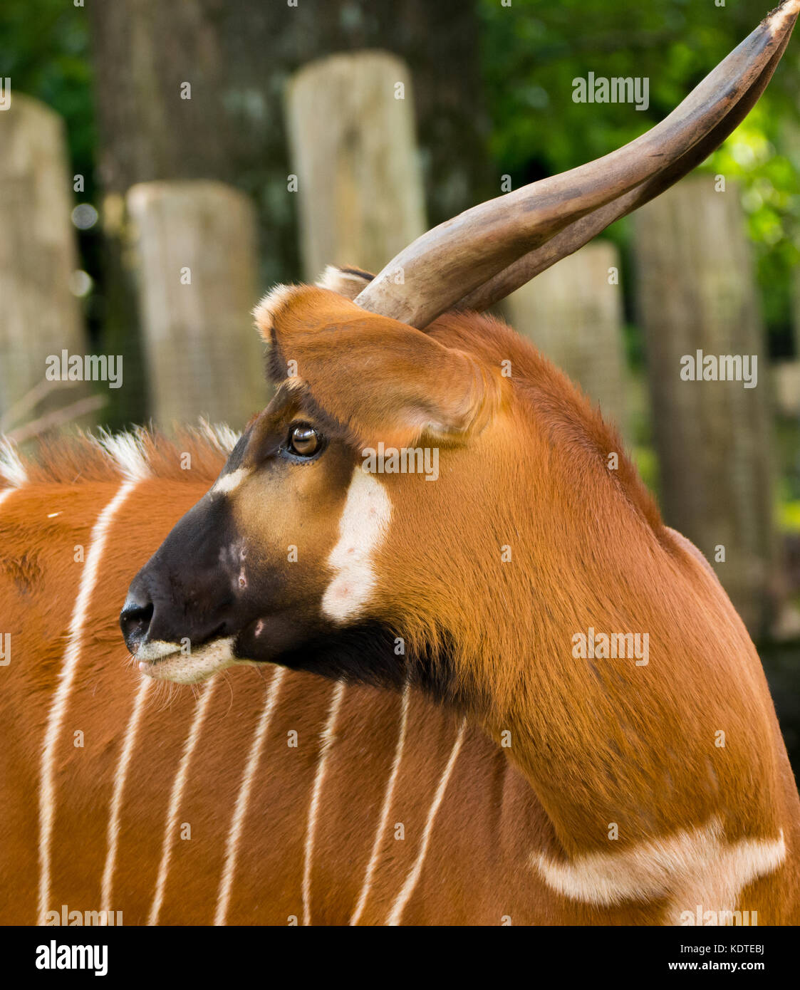 Bongo antelope kenya africa hi-res stock photography and images - Alamy