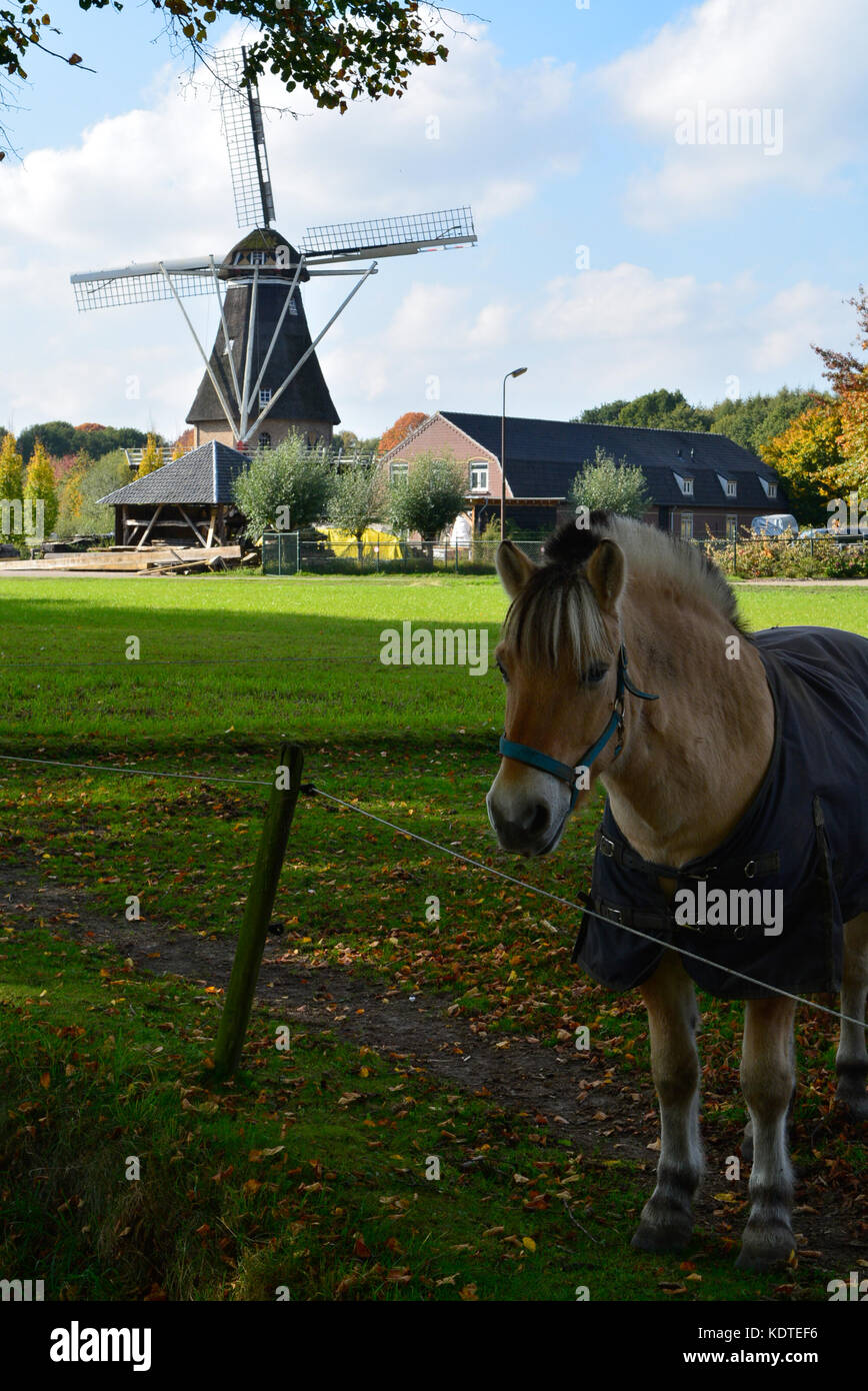 Landscape with traditional Dutch grain windmill and horse, Veldhoven ...