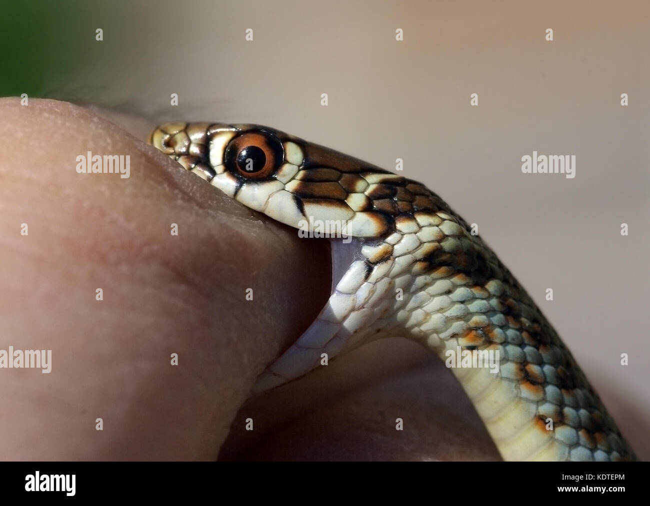 Human snake hi-res stock photography and images - Alamy