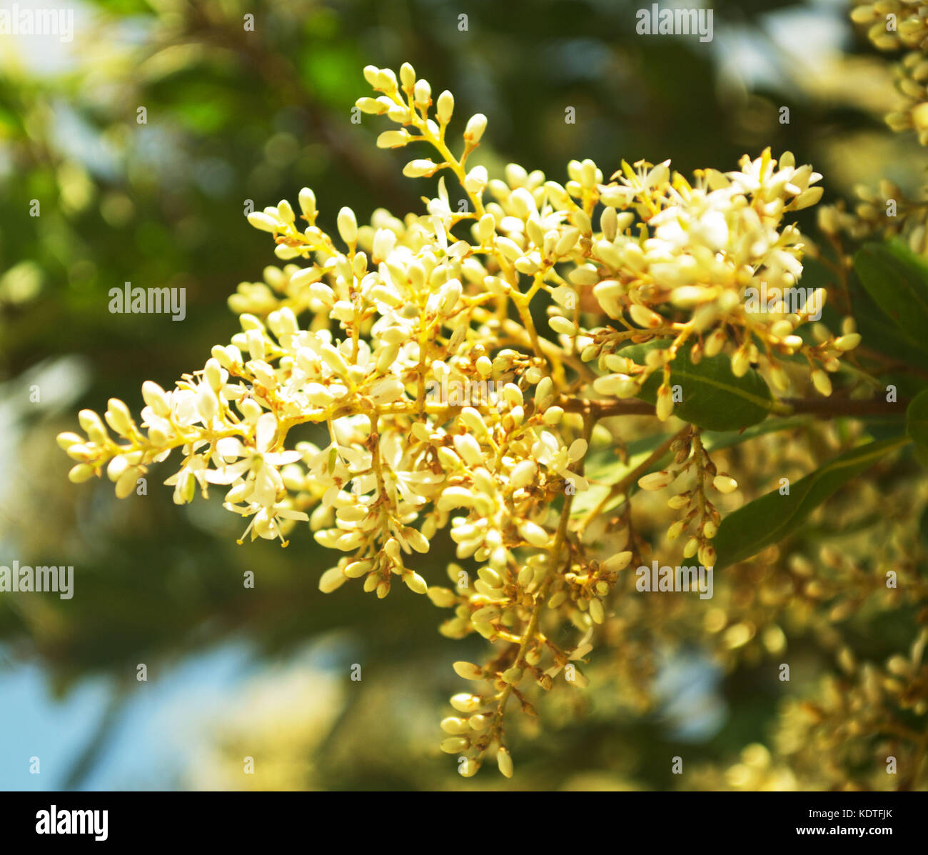Yellow Spring Flower Stock Photo - Alamy