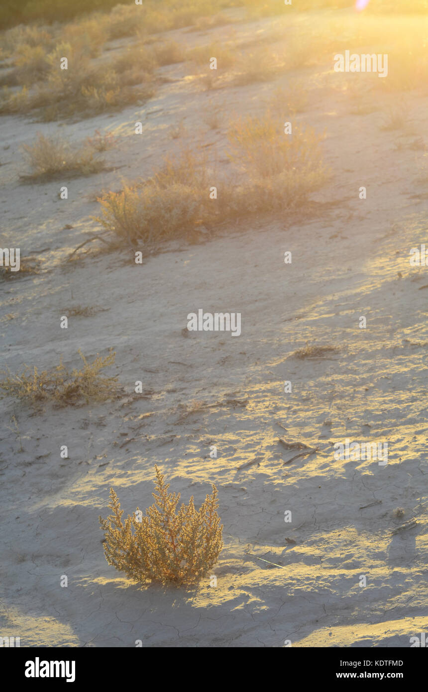 early morning desert landscape Stock Photo - Alamy