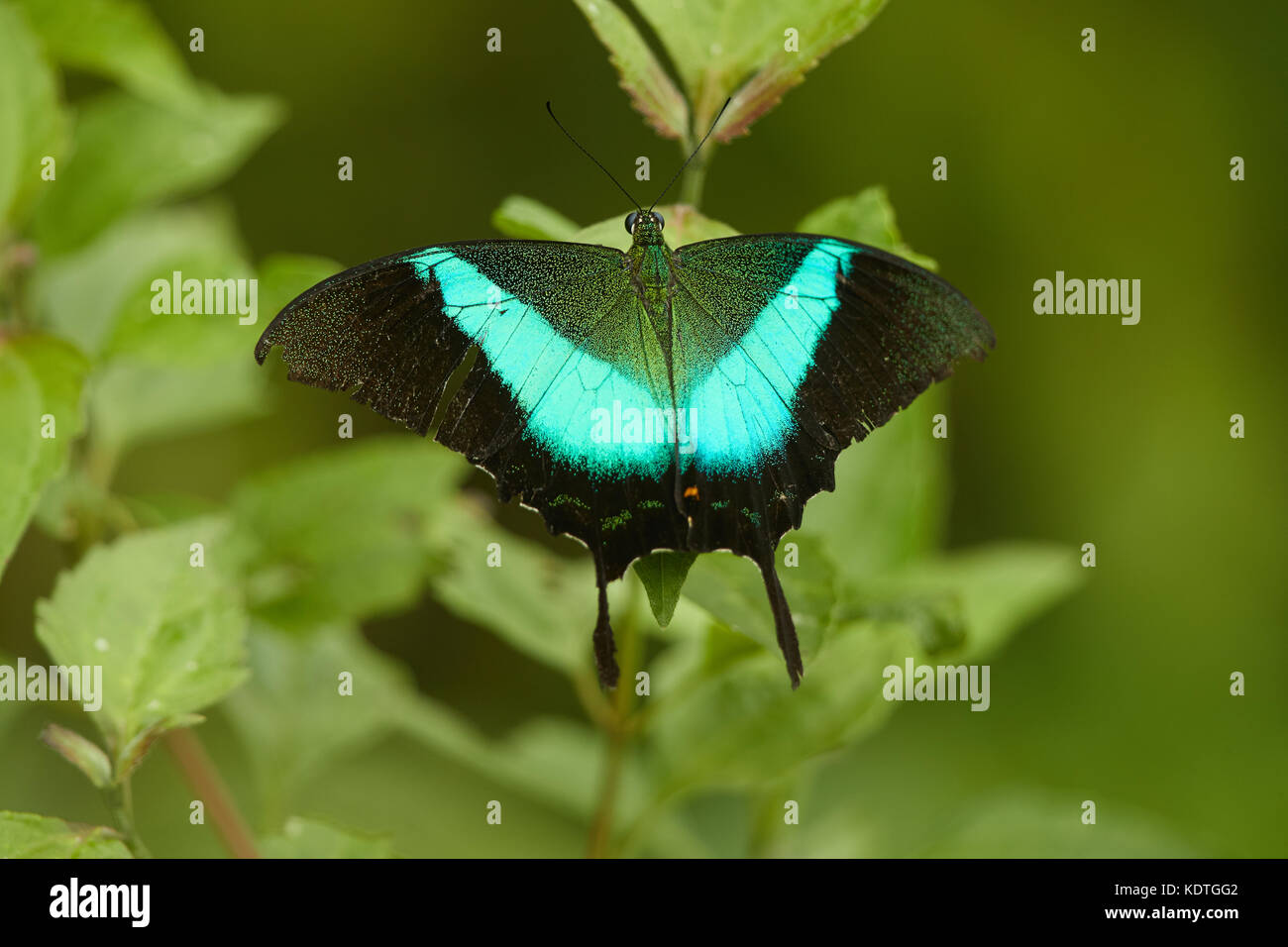 Banded Peacock Butterfly