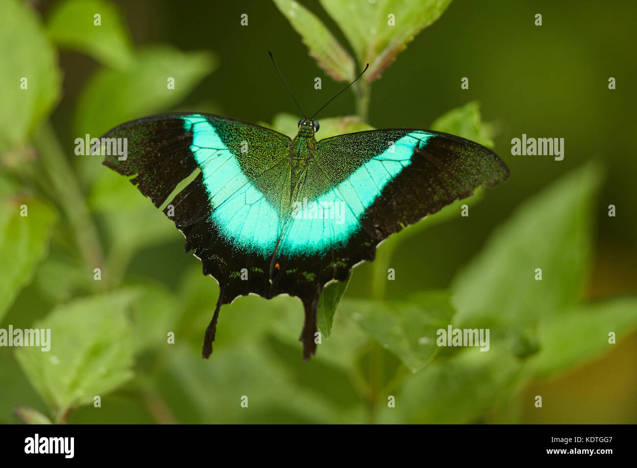 Indian common mormon hi-res stock photography and images - Alamy