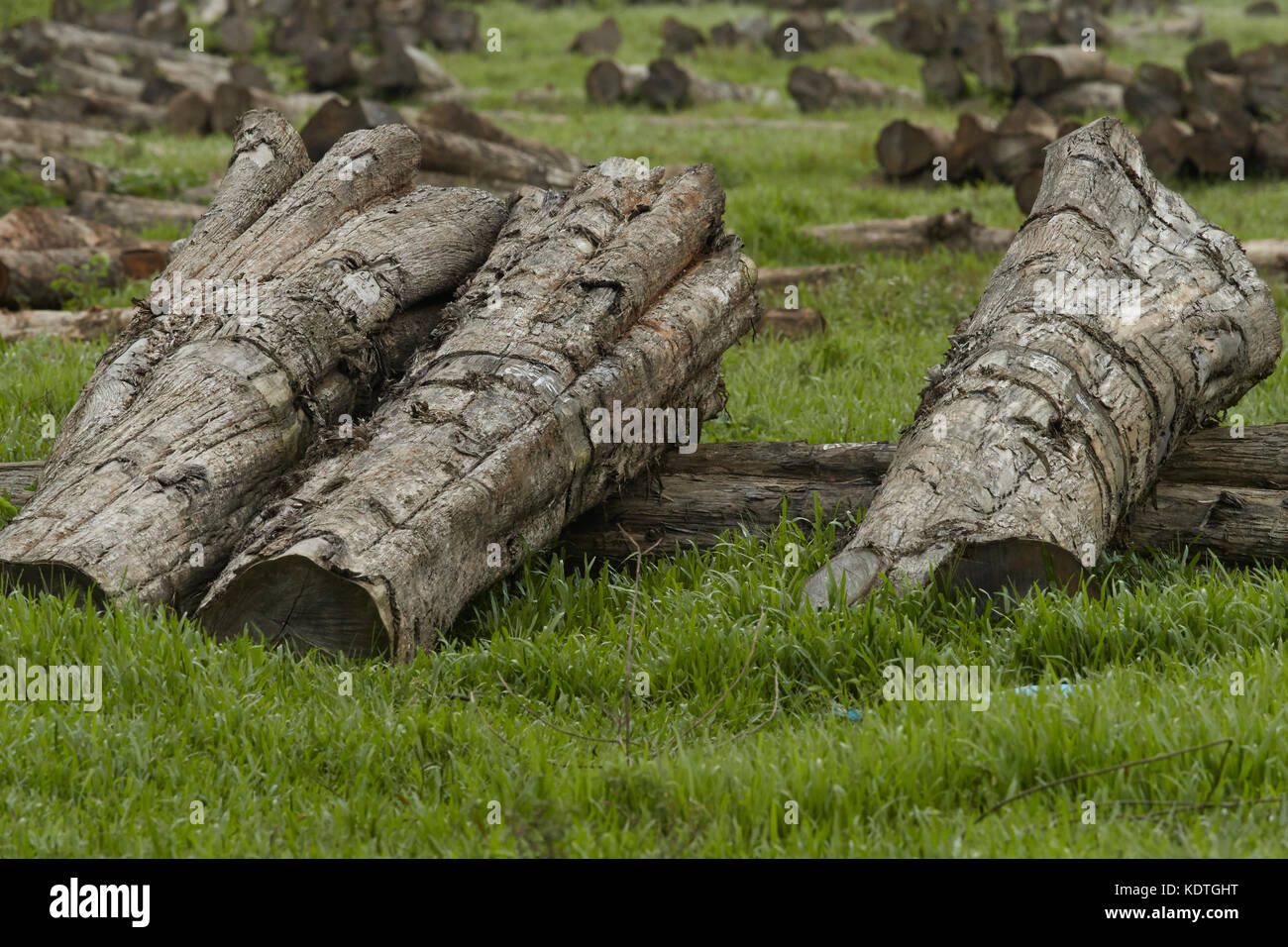 Wood at the depot, cut the log and ready for sale Stock Photo - Alamy