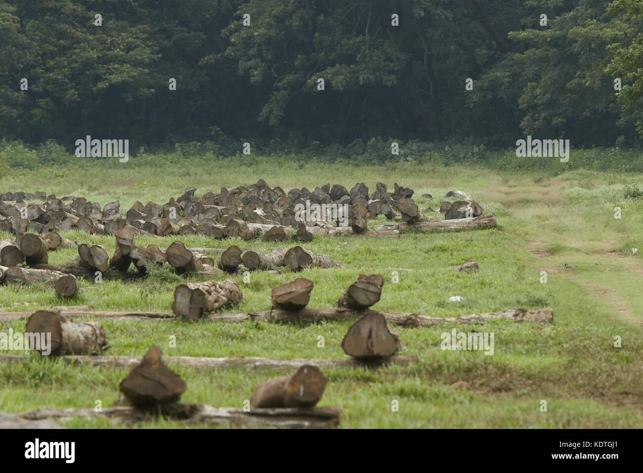 Wood at the depot, cut the log and ready for sale Stock Photo - Alamy