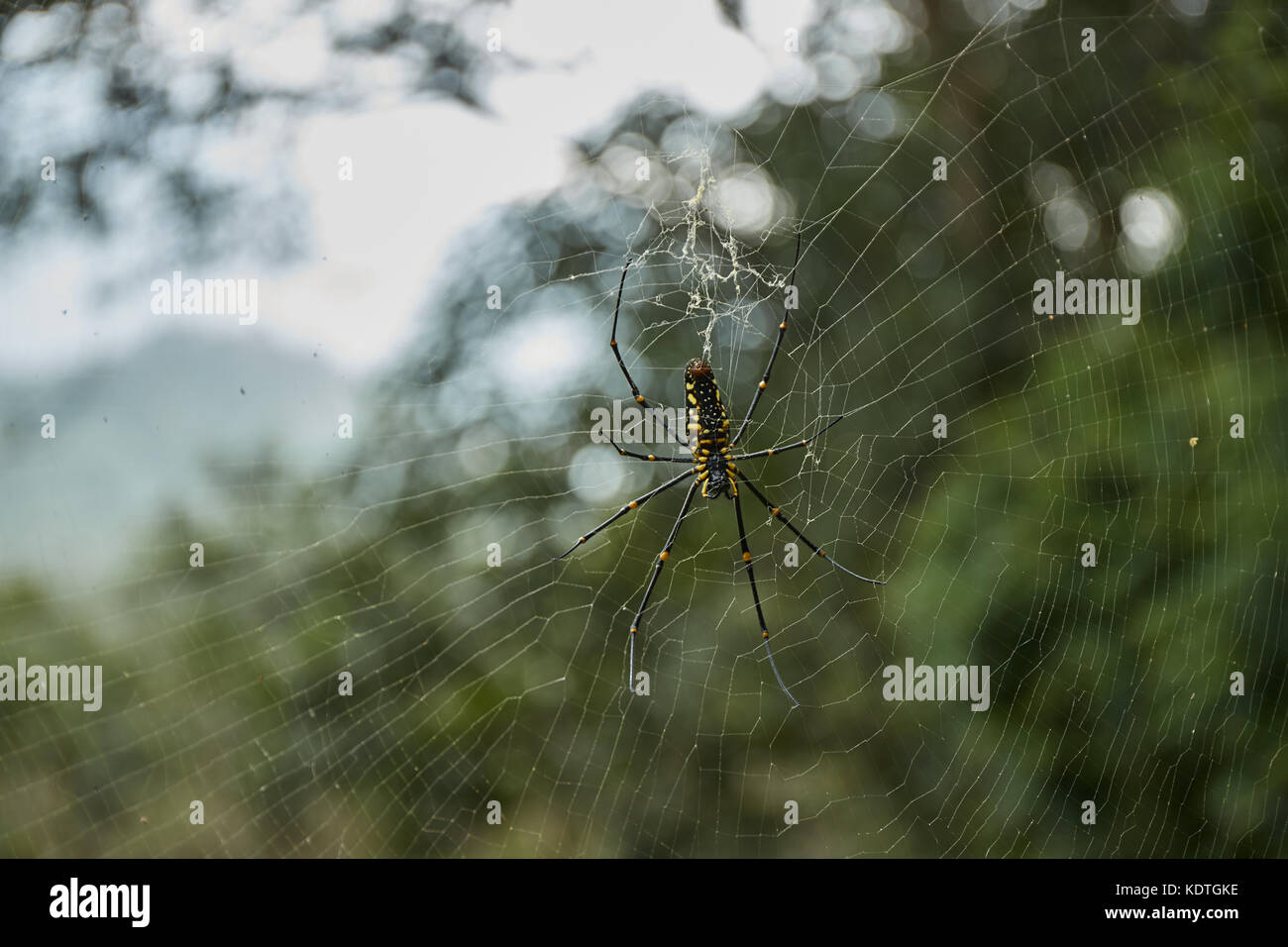 Closeup image of the Nephila pilipes spider (northern golden orb weaver ...