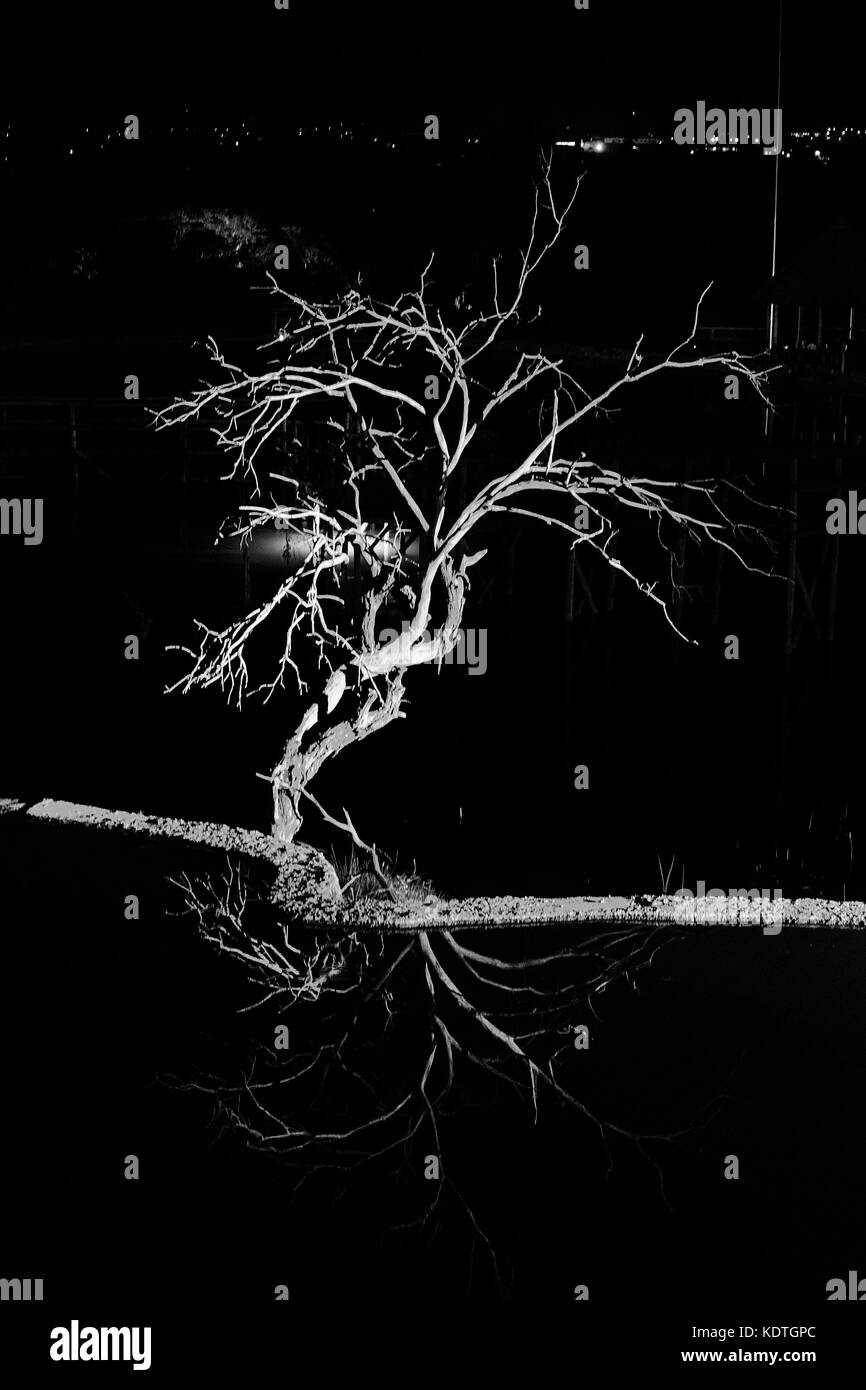 Minimalist image of dry tree with reflection in water. Black and white ...