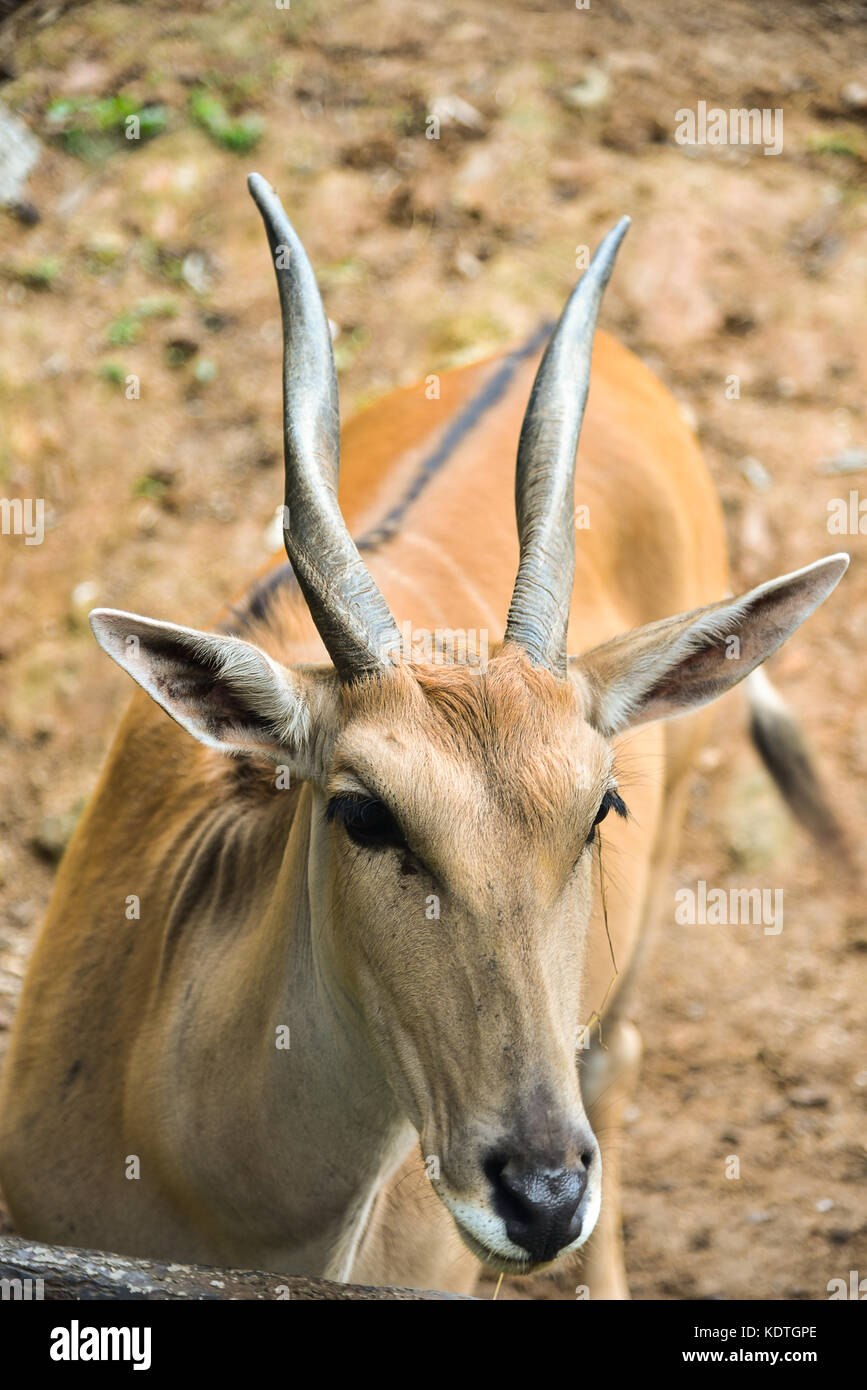 Close-up Male Impala Stock Photo - Alamy