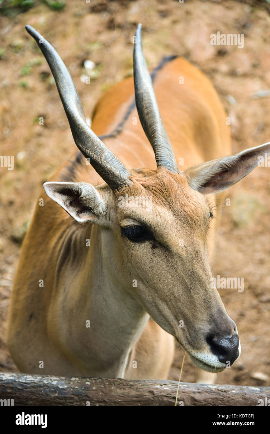 Close-up Male Impala Stock Photo - Alamy