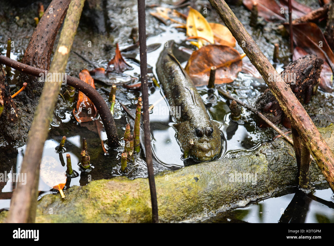 Mudskipper tree hi-res stock photography and images - Alamy