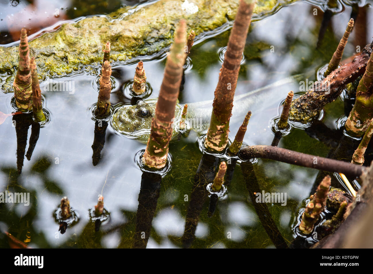 Mudskipper tree hi-res stock photography and images - Alamy