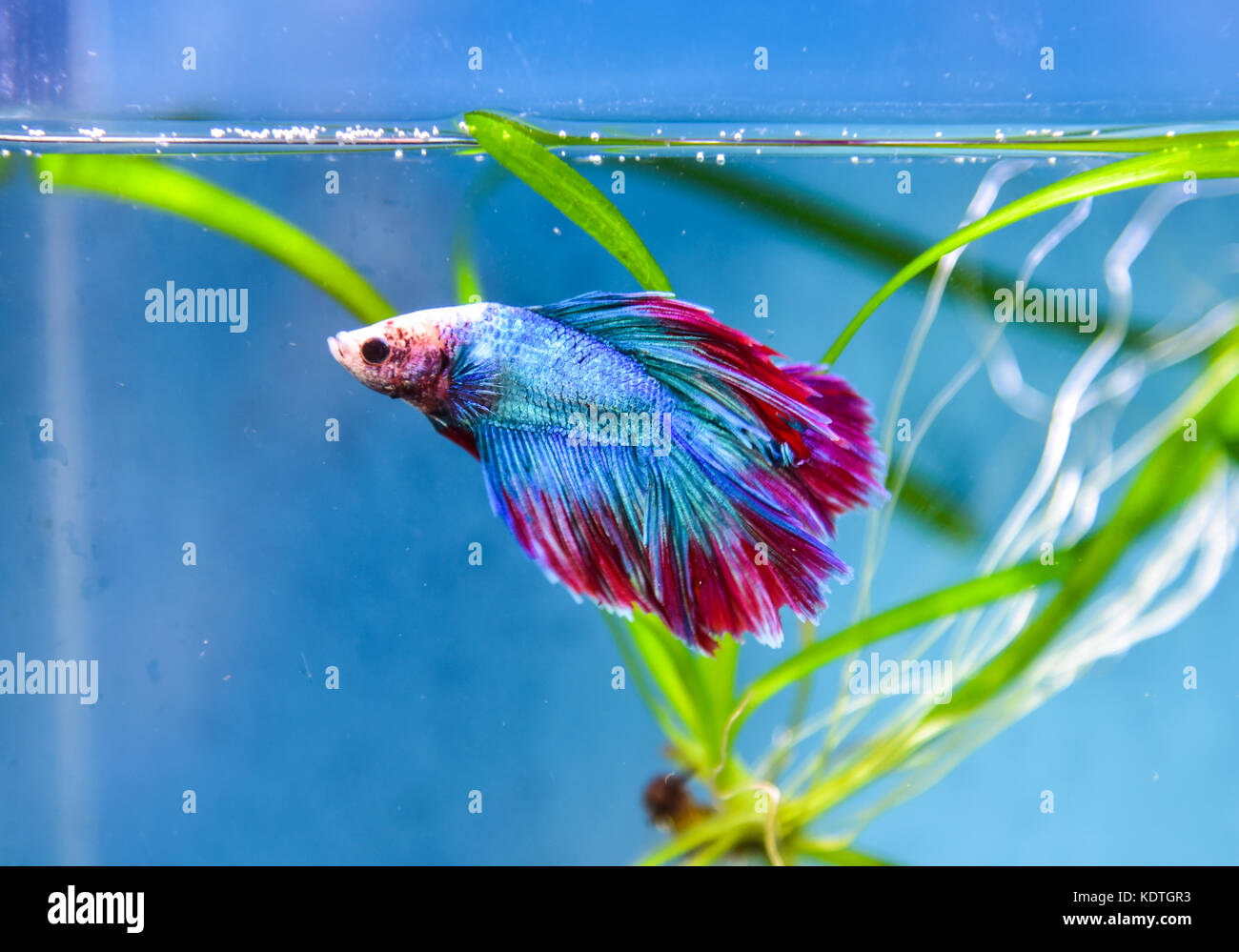 Colorful battle fish Stock Photo - Alamy