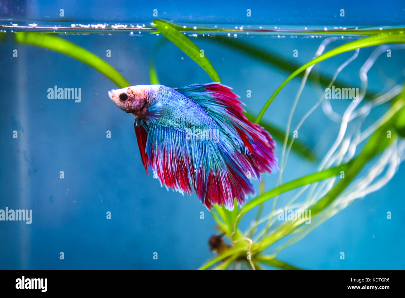 Colorful battle fish Stock Photo - Alamy
