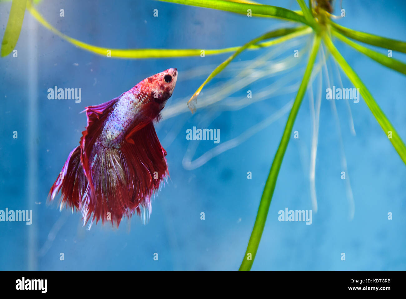 Colorful battle fish Stock Photo - Alamy