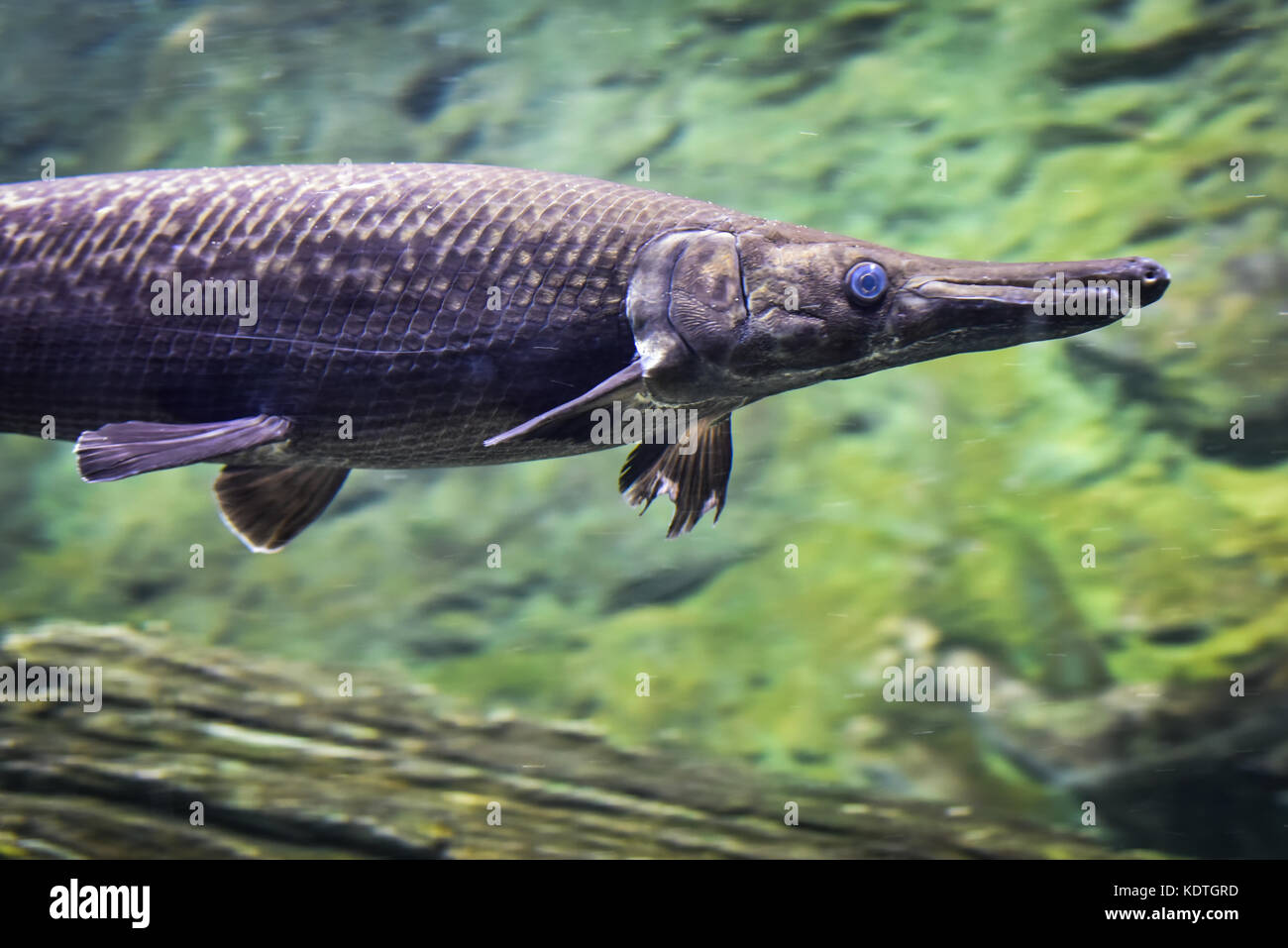 Arapaima fish hi-res stock photography and images - Alamy