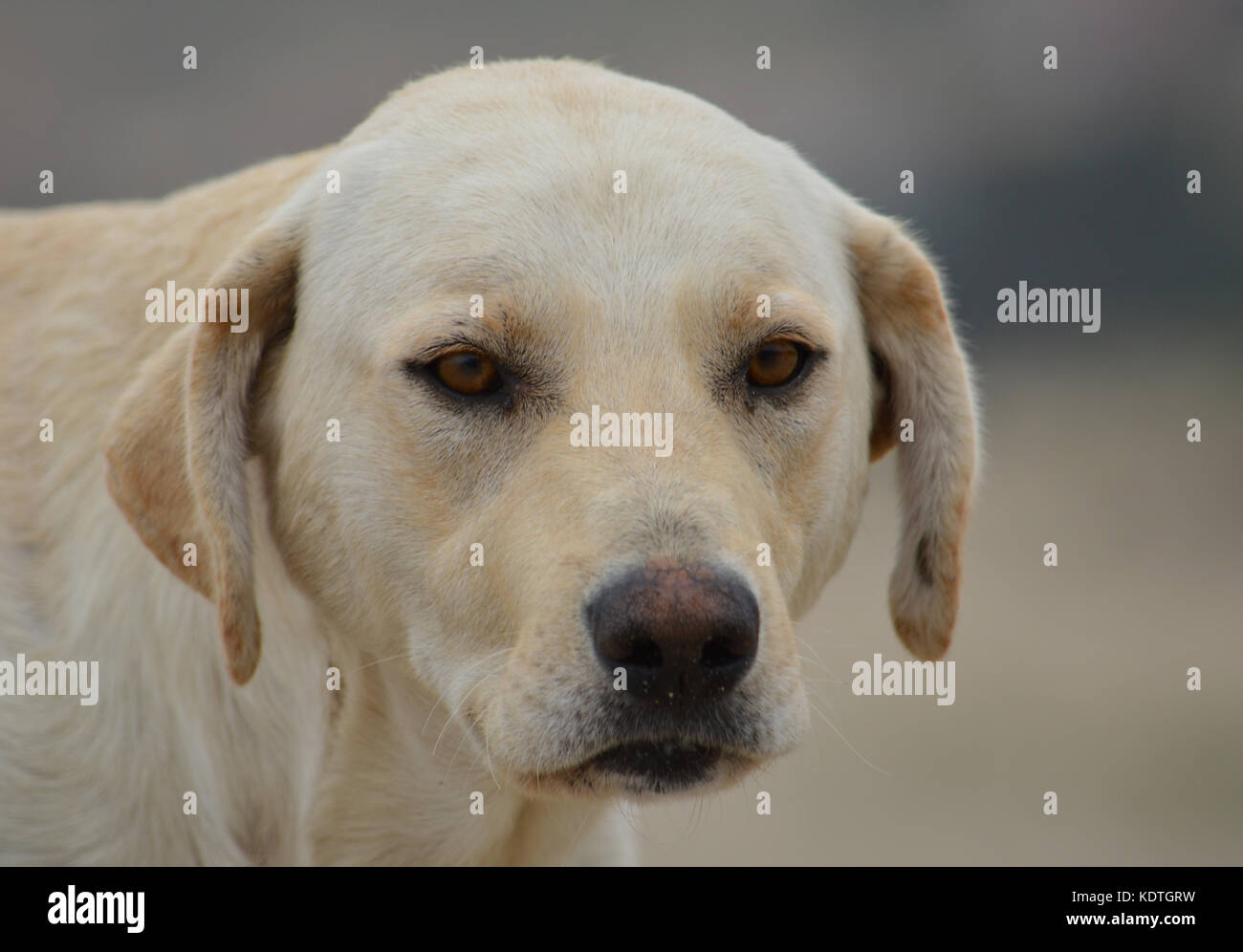 dog, yellow dog, pets, yellow pets, animals, domestic animals, yellow ...