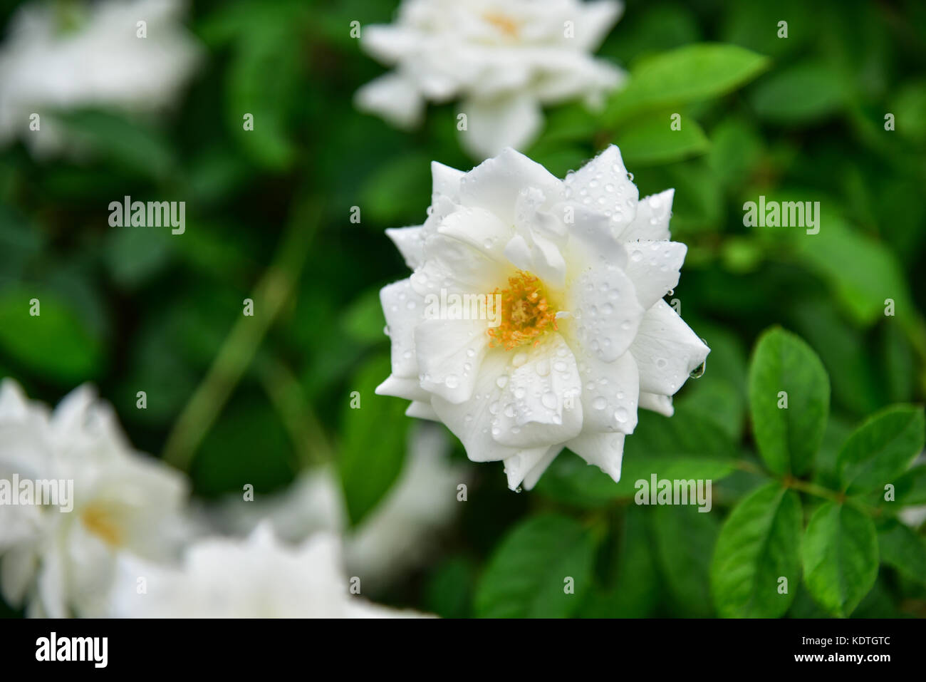 Natural white rose flower close up with buds Stock Photo - Alamy