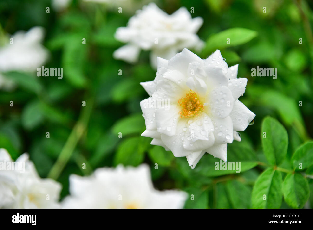Natural white rose flower close up with buds Stock Photo - Alamy
