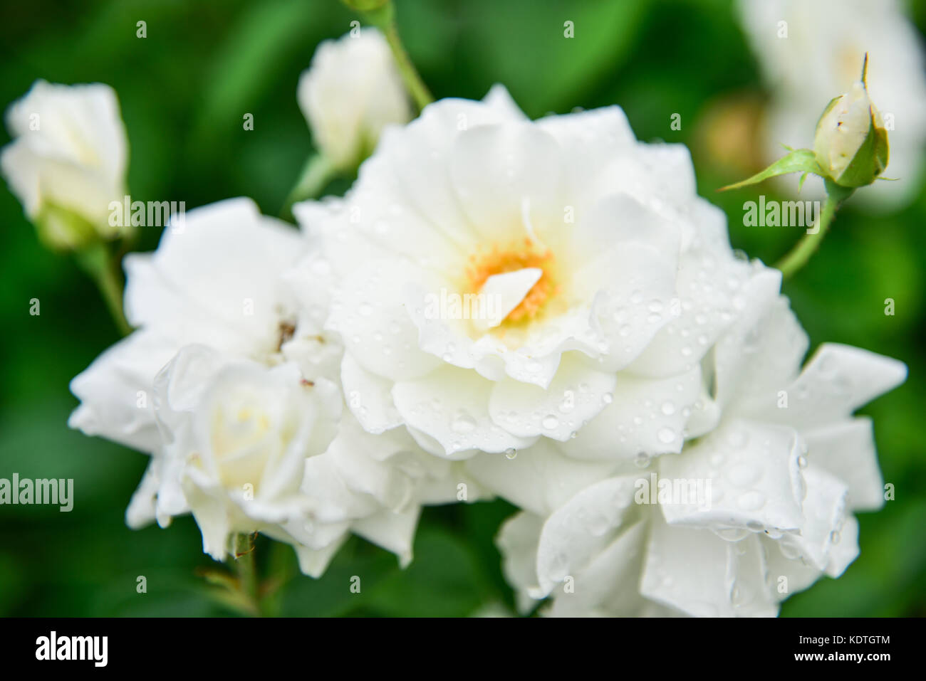 Natural white rose flower close up with buds Stock Photo - Alamy