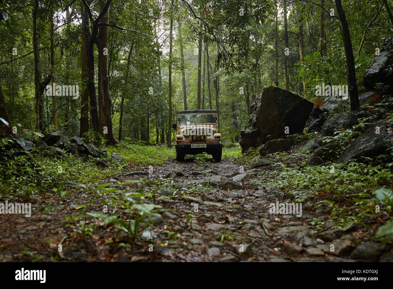 forest vehicle on foliage dirt road path into deep rain-forest Stock ...