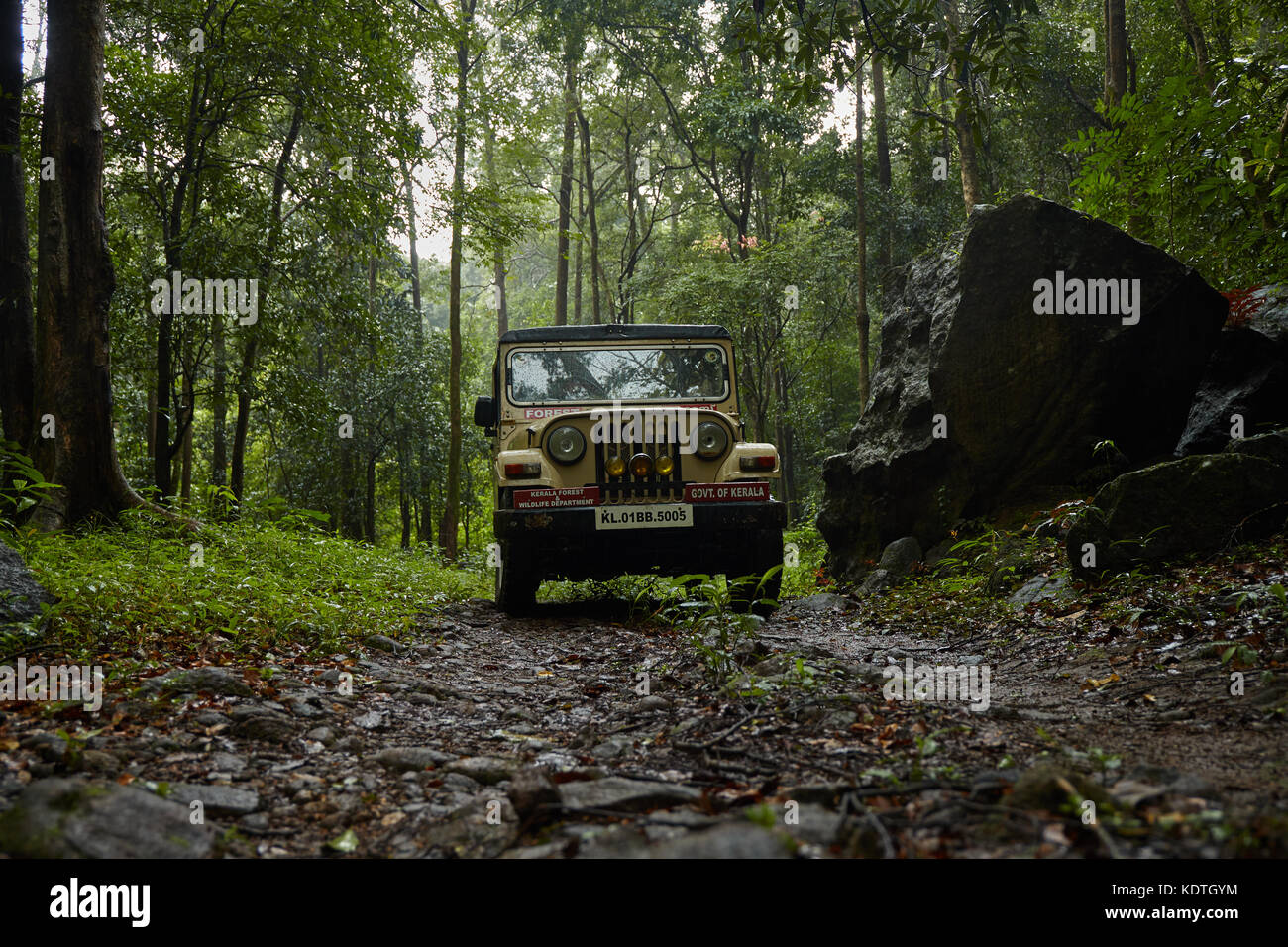 forest vehicle on foliage dirt road path into deep rain-forest Stock ...