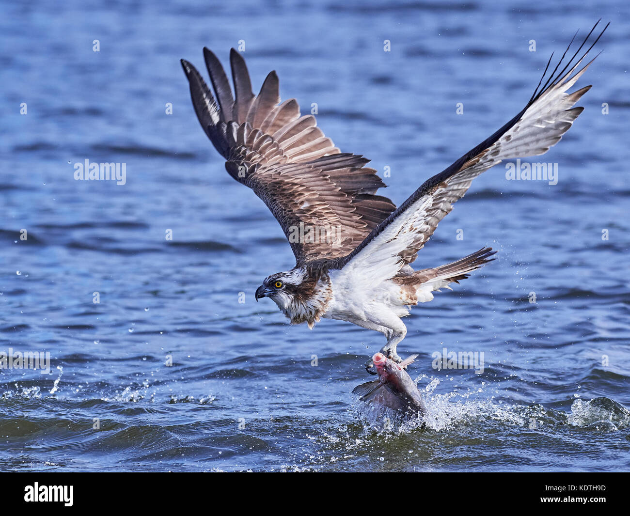 Osprey in flight with a fish in its claws and water in the background ...