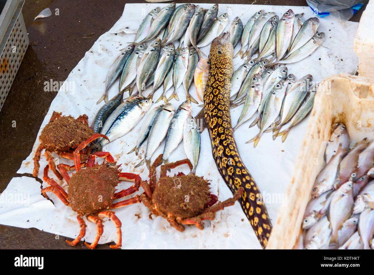 Fresh fish and seafood on the market in port. Essaouira, Morocco Stock ...