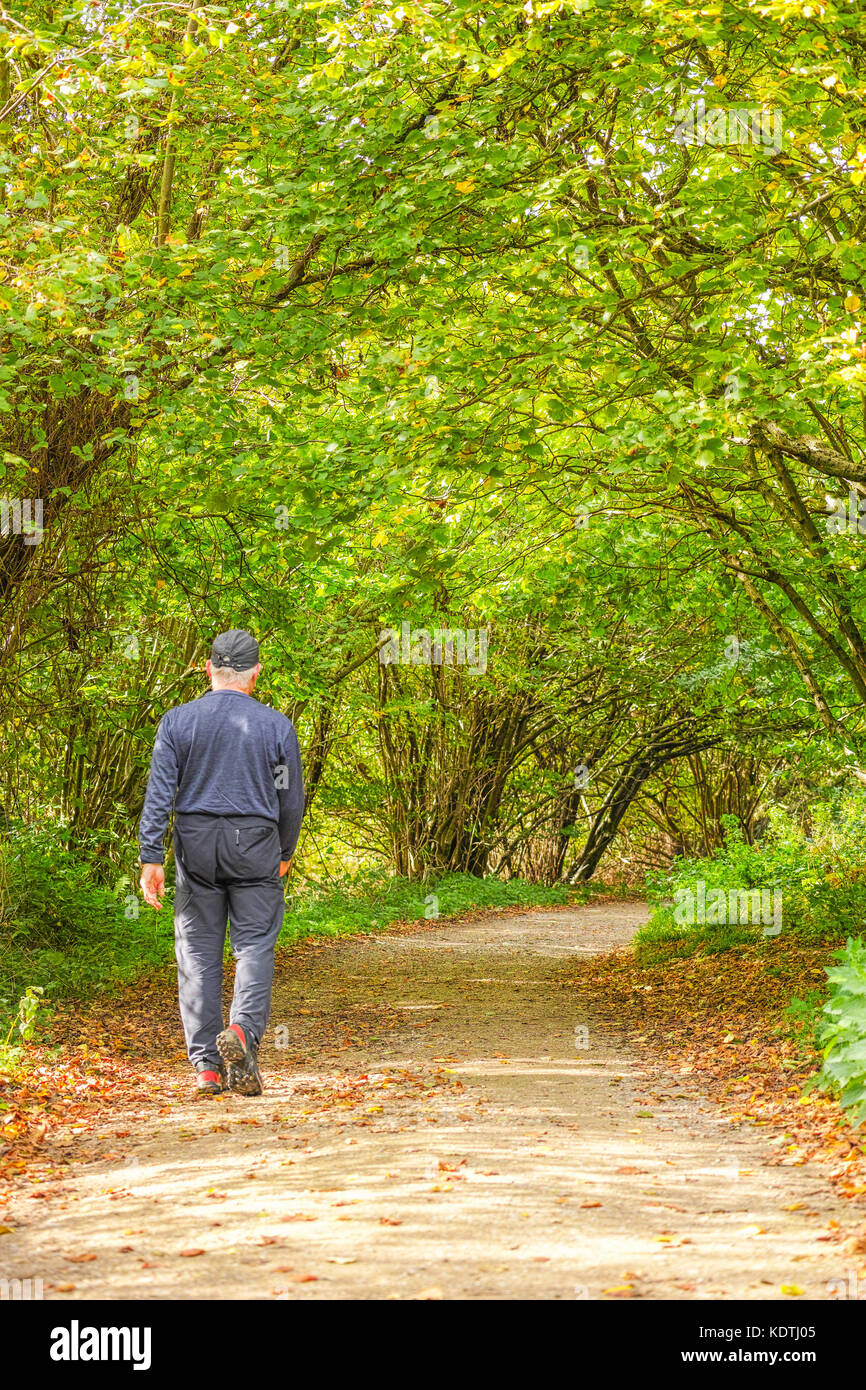 Solitary male rambler walks along an enclosed path on a sunny, autumn ...