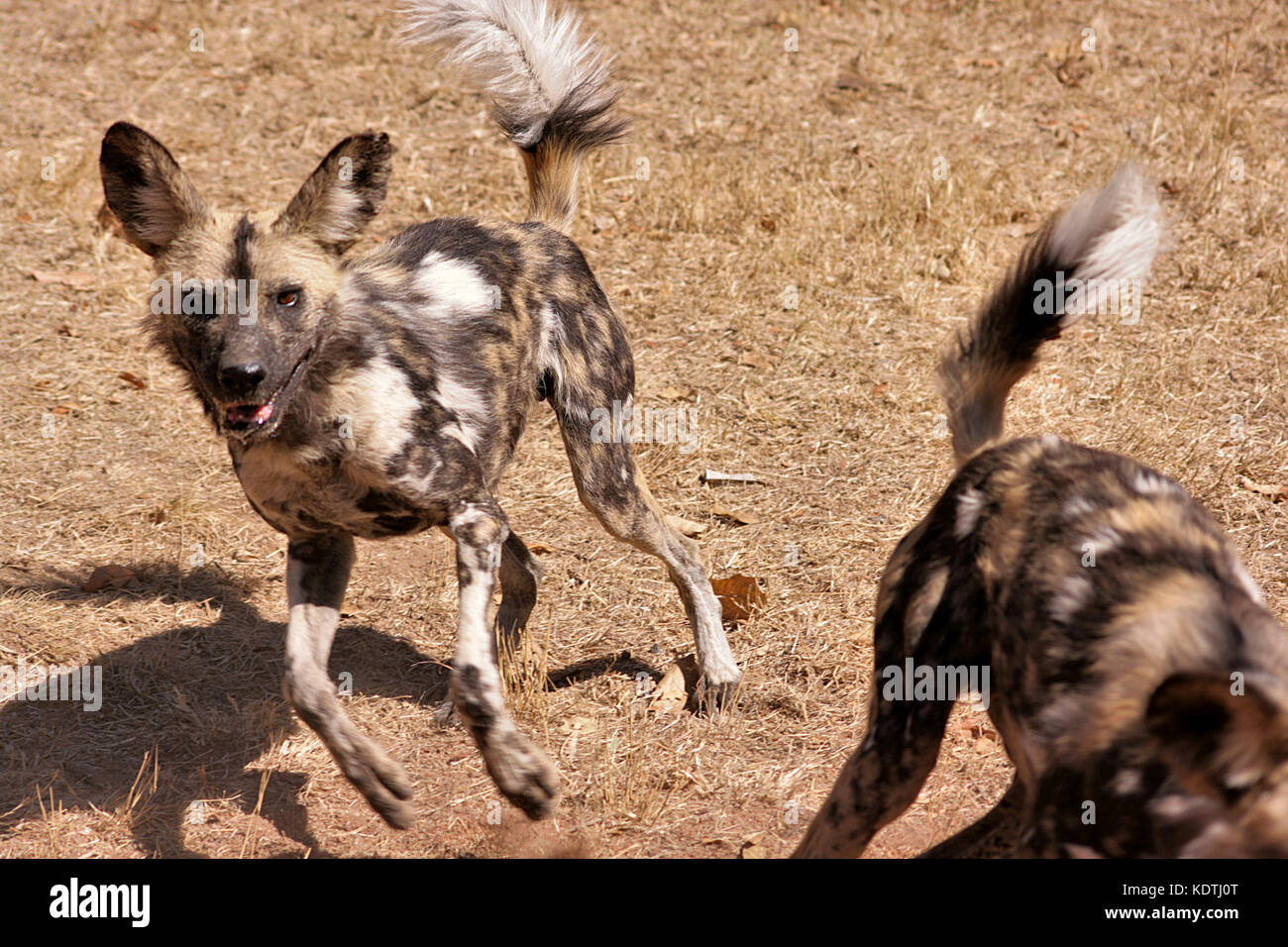 A pair of African Wild Dogs in Limpopo Province, South Africa Stock ...