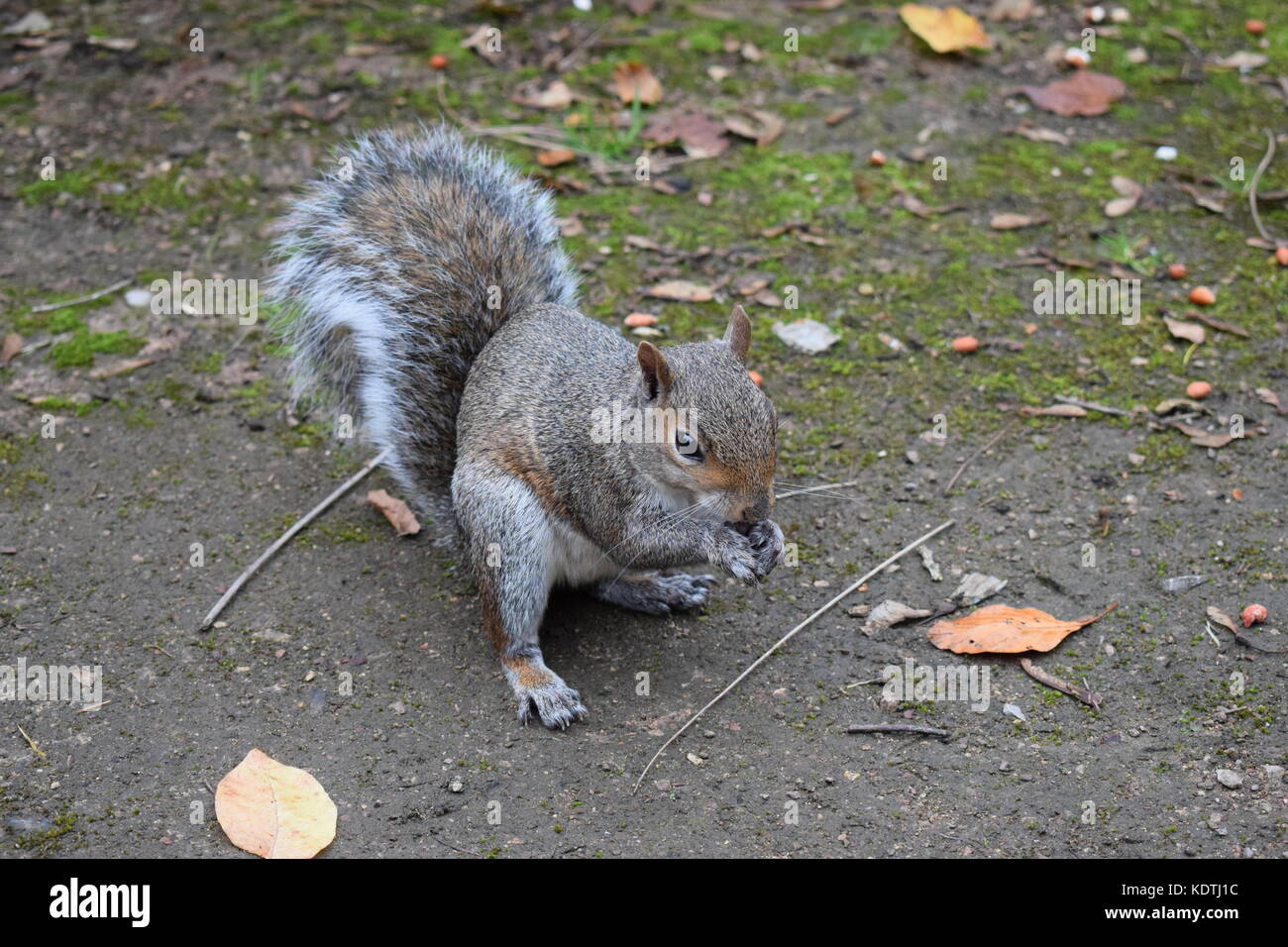 Tame and very hungry Squirrel eating a nut next to my foot at Singleton ...