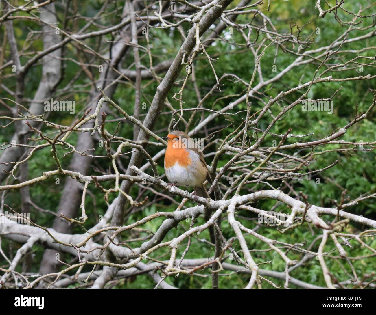Healthy Robin enjoying the view and having a rest after the big ...