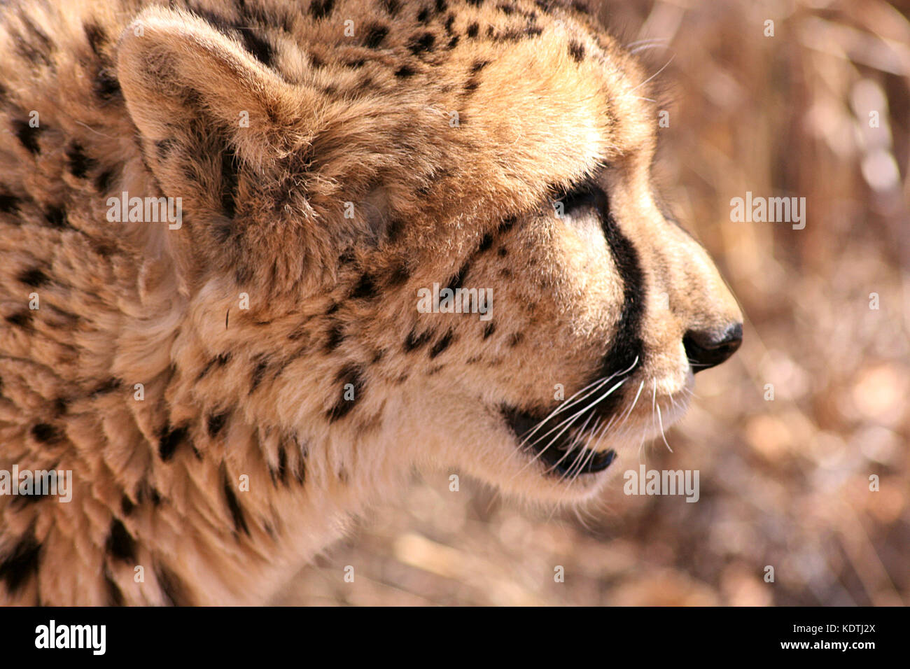 Cheetah face profile in Limpopo Province, South Africa Stock Photo - Alamy