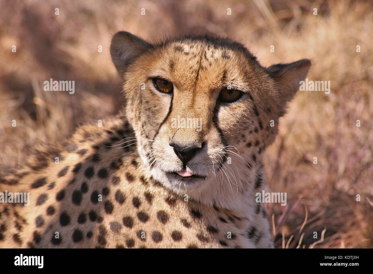 Cheetah tongue hi-res stock photography and images - Alamy