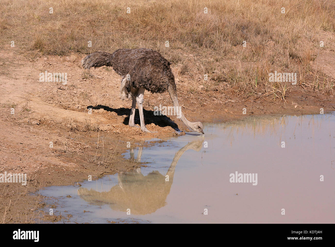 Ostrich drinking from a waterhole in Limpopo Province, South Africa ...