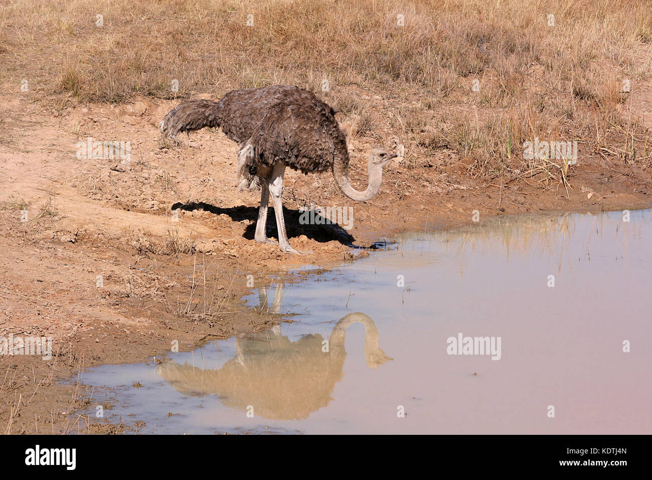 Ostrich standing by a waterhole in Limpopo Province, South Africa Stock ...