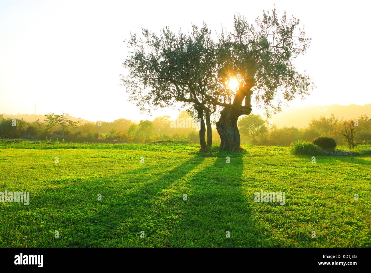 Olive tree on sunset Stock Photo - Alamy