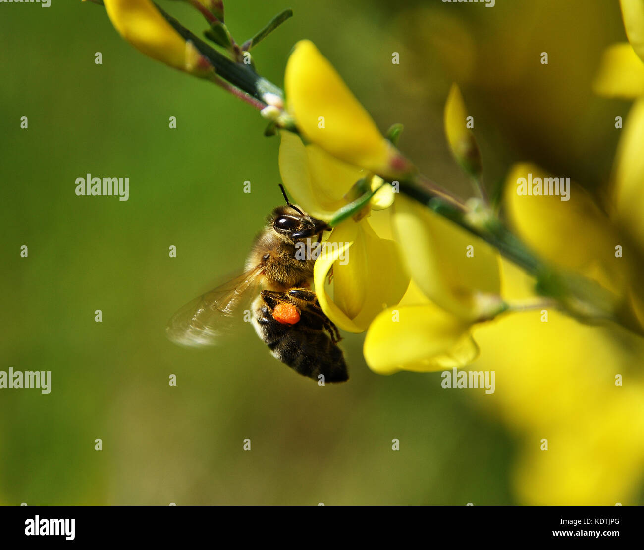 Bee at yellow Scotch broom Stock Photo - Alamy