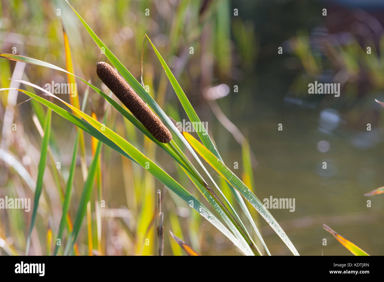 Single reed flower hi-res stock photography and images - Alamy
