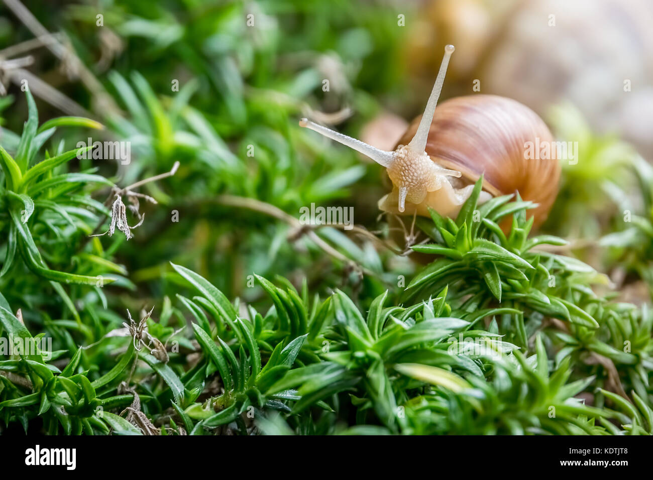 Land snail moving slowly in the undergrowth Stock Photo - Alamy