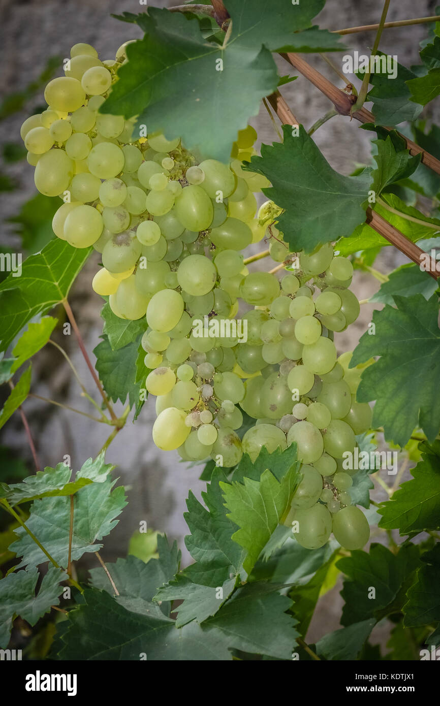 Grapevine in a greenhouse hi-res stock photography and images - Alamy