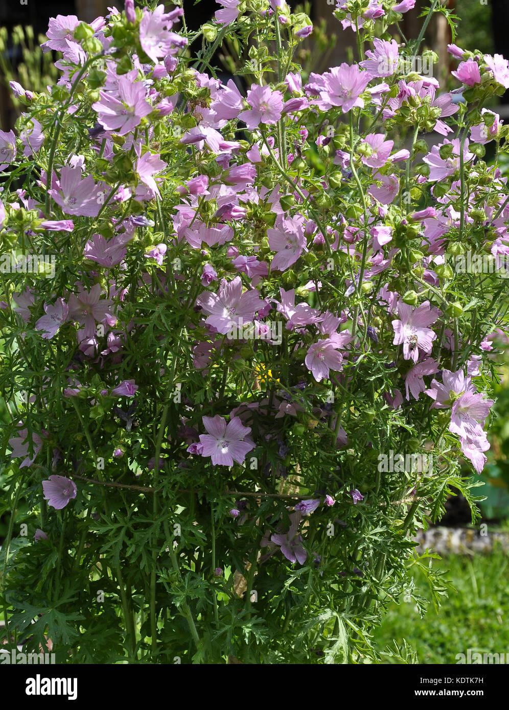 Musk mallow in garden bed Stock Photo - Alamy