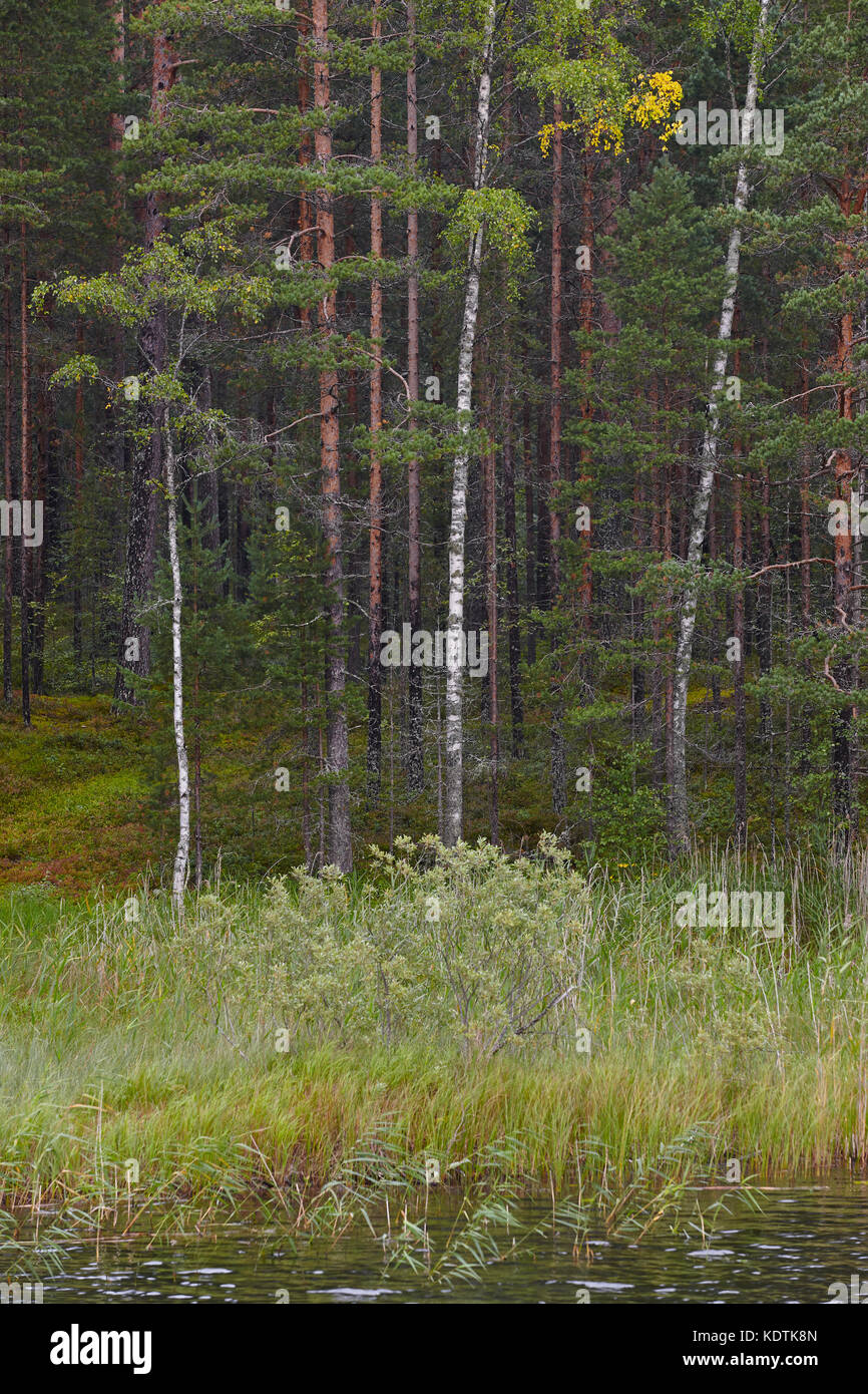Finnish landscape with forest and lake. Finland nature wilderness ...