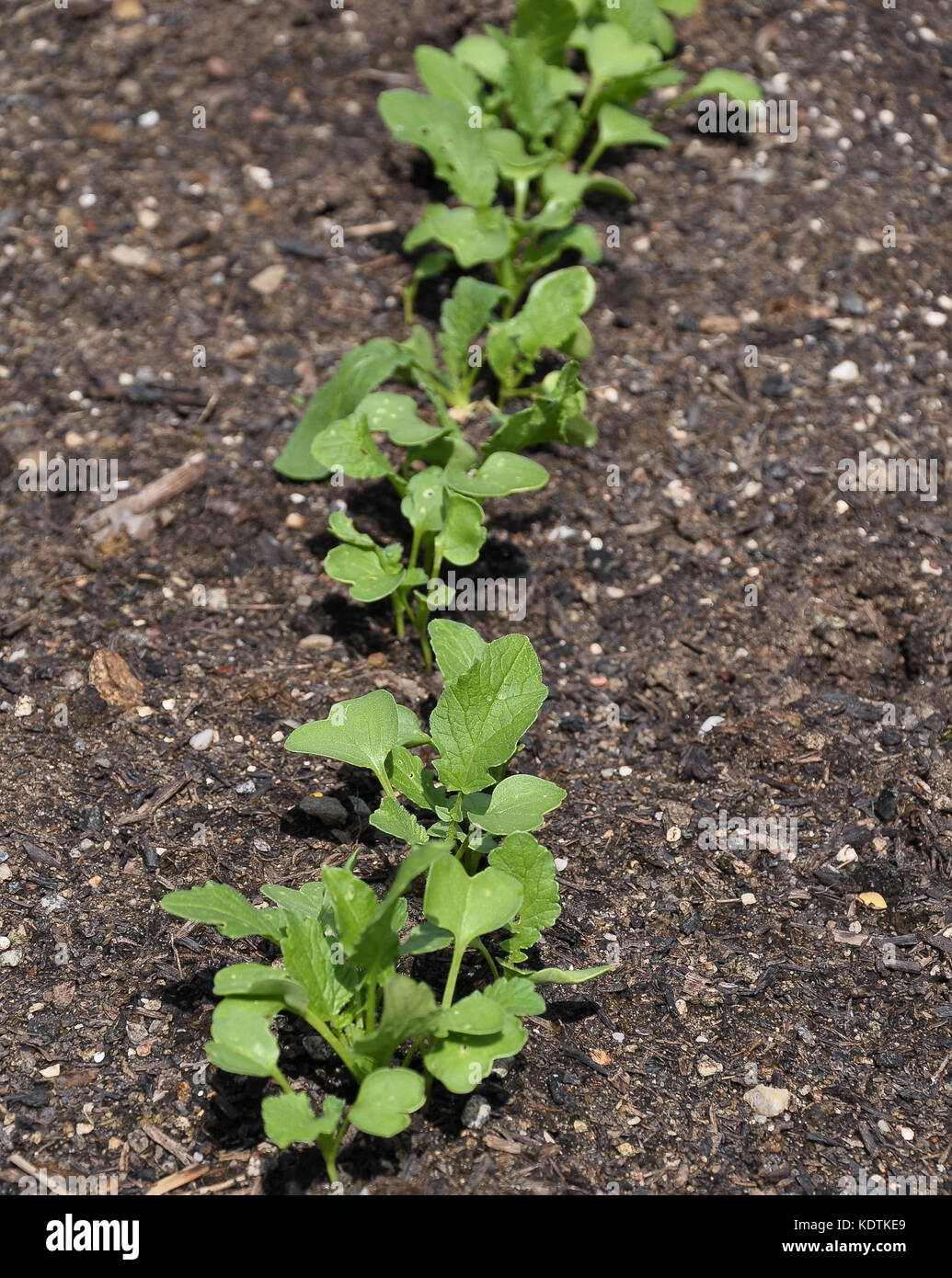Young radish plant in vegetable garden Stock Photo - Alamy