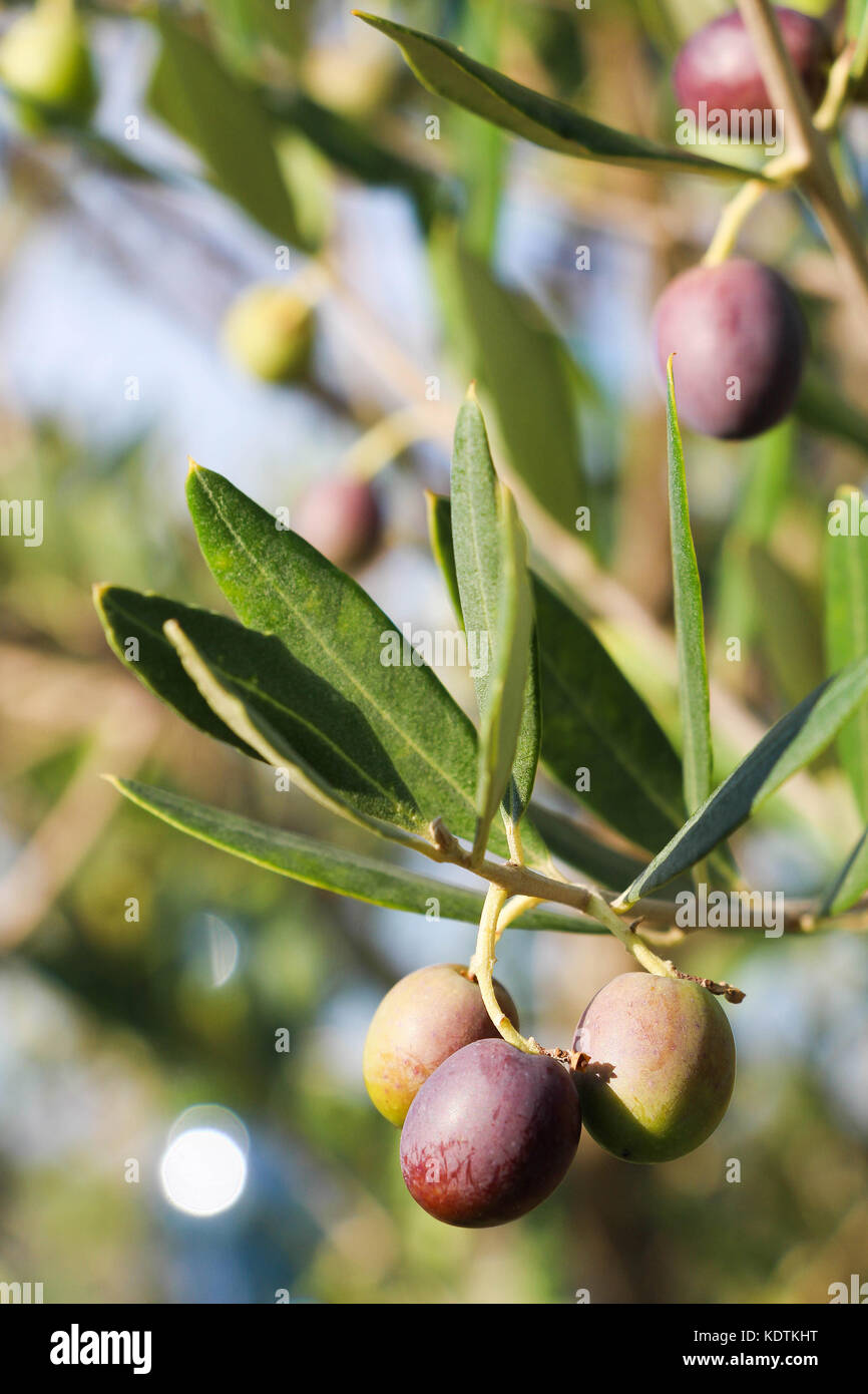 Olive tree Olives close-up Stock Photo - Alamy