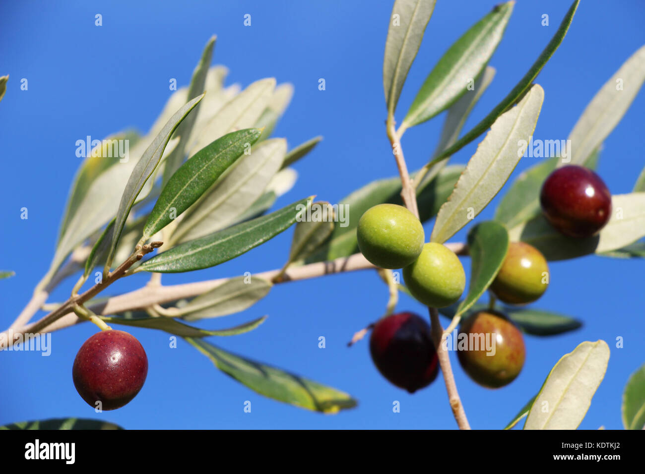 Olive tree Olives close-up Stock Photo - Alamy