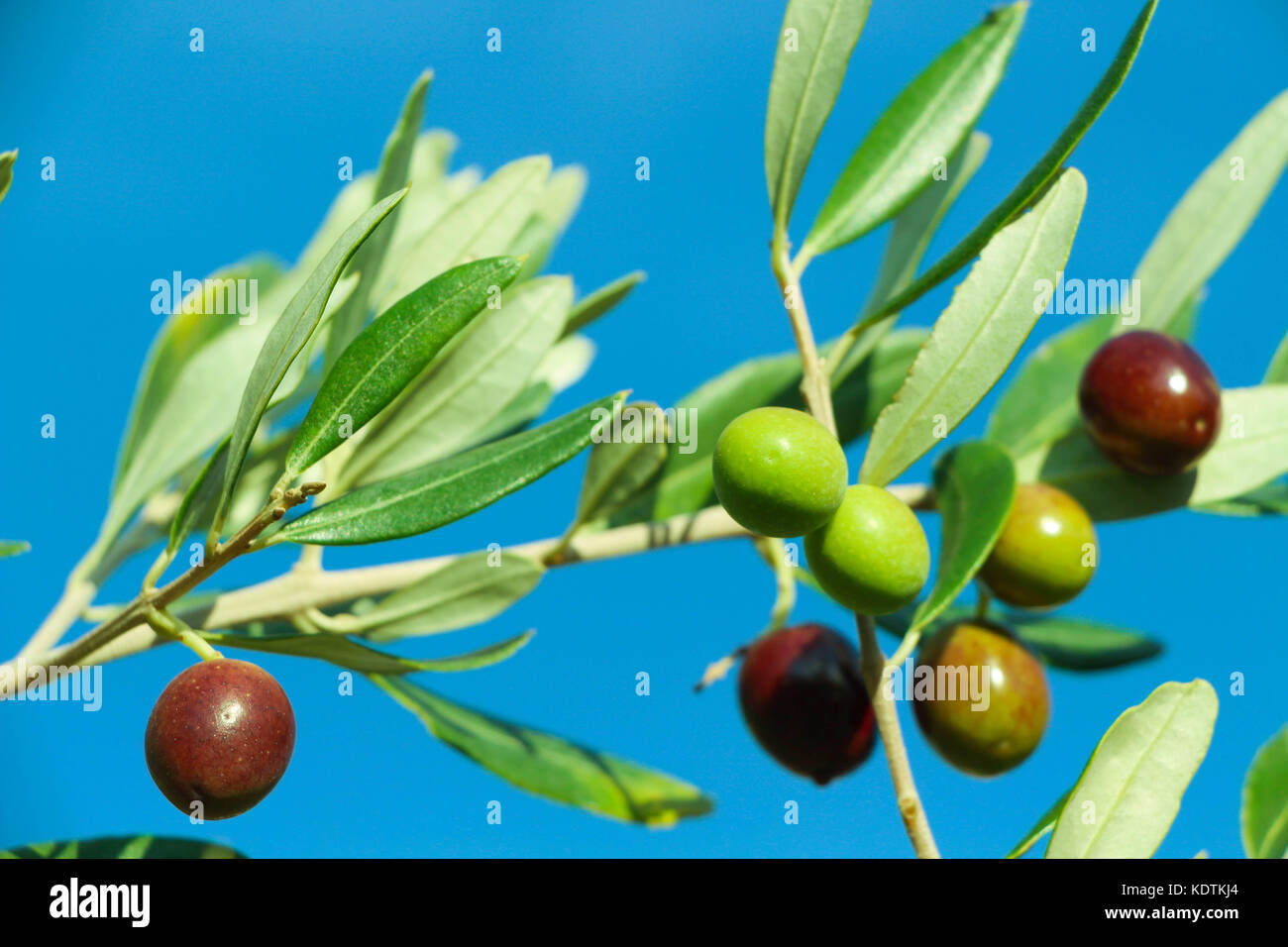 Olive tree Olives close-up Stock Photo - Alamy