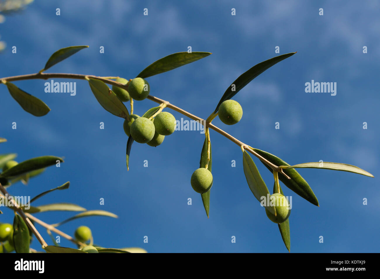 Olive tree Olives close-up Stock Photo - Alamy