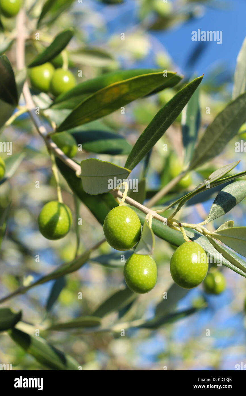 Olive tree Olives close-up Stock Photo - Alamy